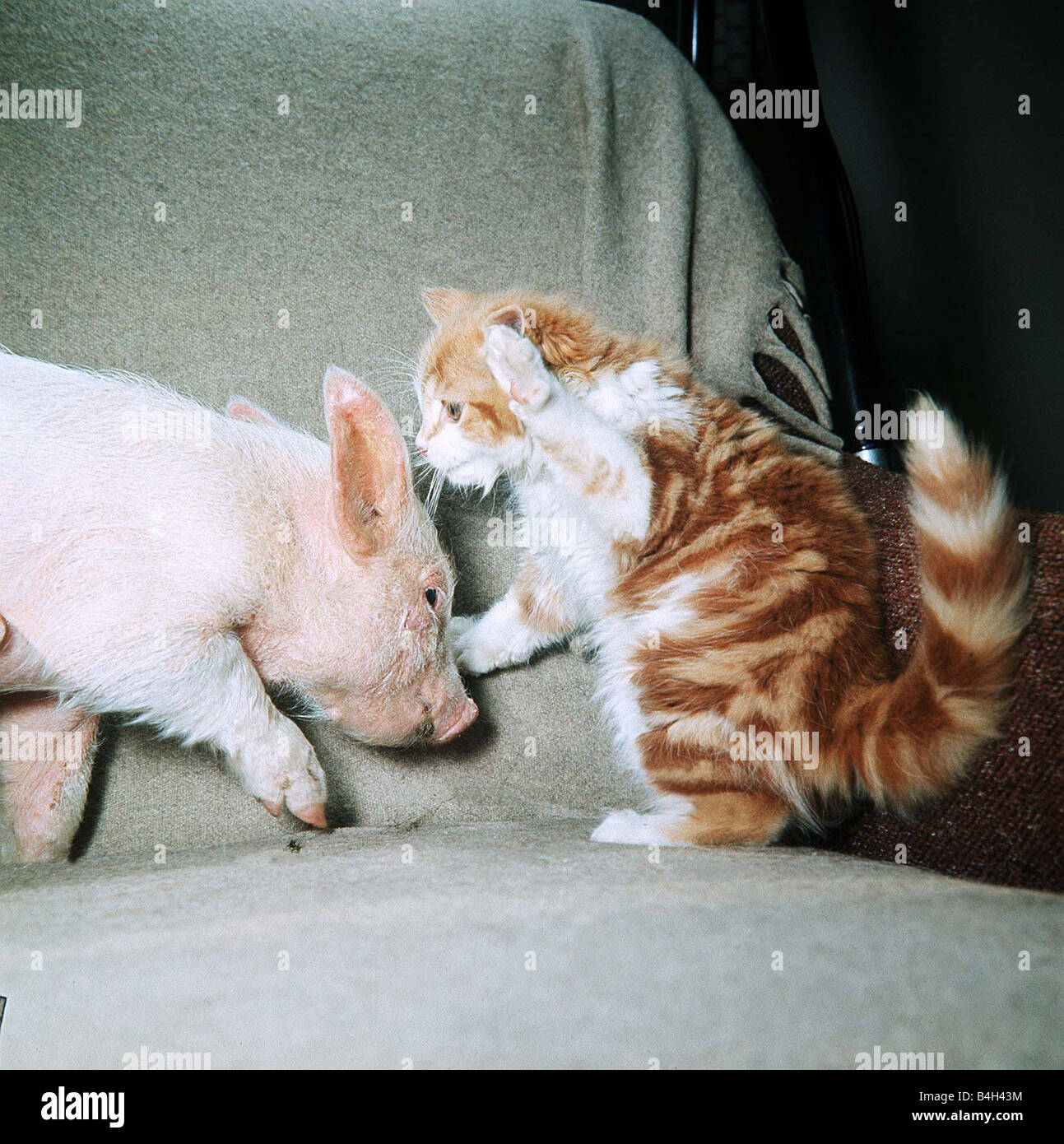 Felix the Kitten and Trotter the Pig October 1965 Stock Photo - Alamy