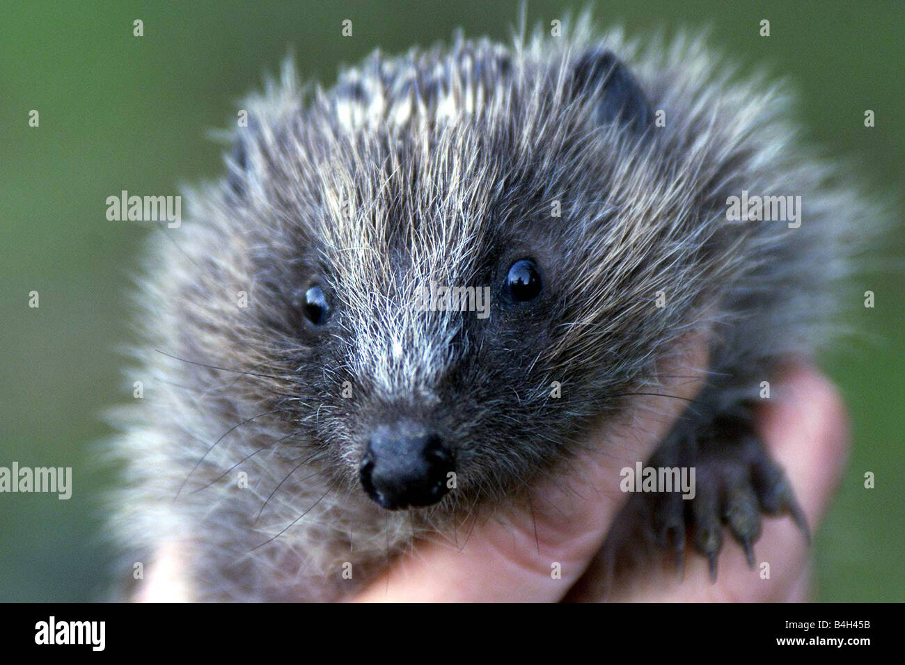 Hedgehog centre hi-res stock photography and images - Alamy