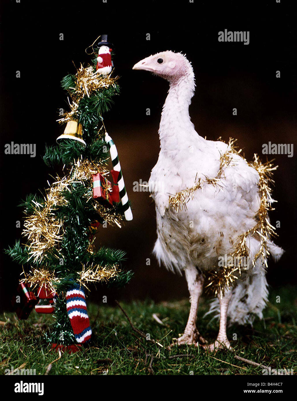 Lucky jim hi-res stock photography and images - Alamy