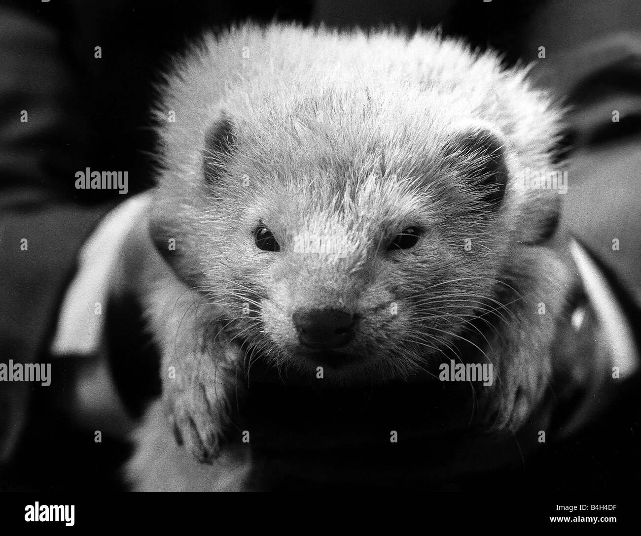 Close up shot of a ferret circa 1973 Stock Photo - Alamy