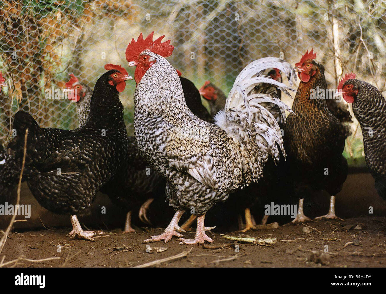 Chickens and cockerel hi-res stock photography and images - Alamy