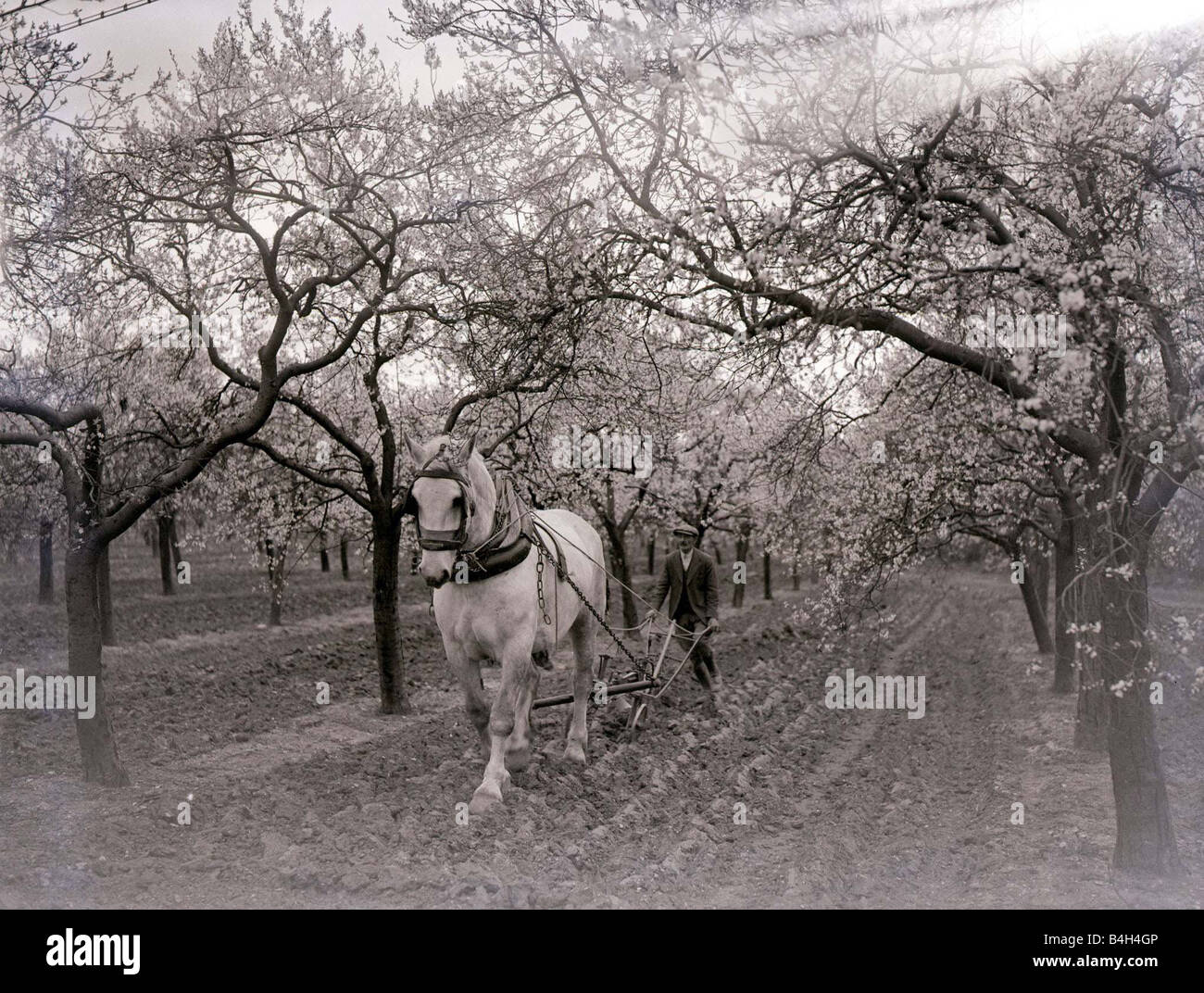 Fruit farmerploughing the fields with a plough horse Circa 1920 ...