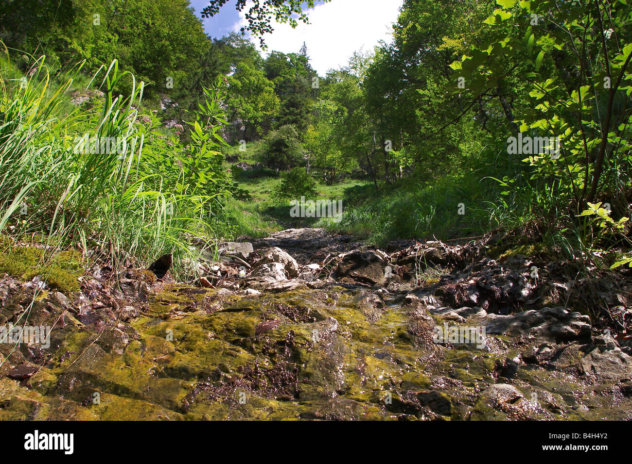 Stream flowing through forest Stock Photo - Alamy Stream flowing through forest Stock Photo - Alamy