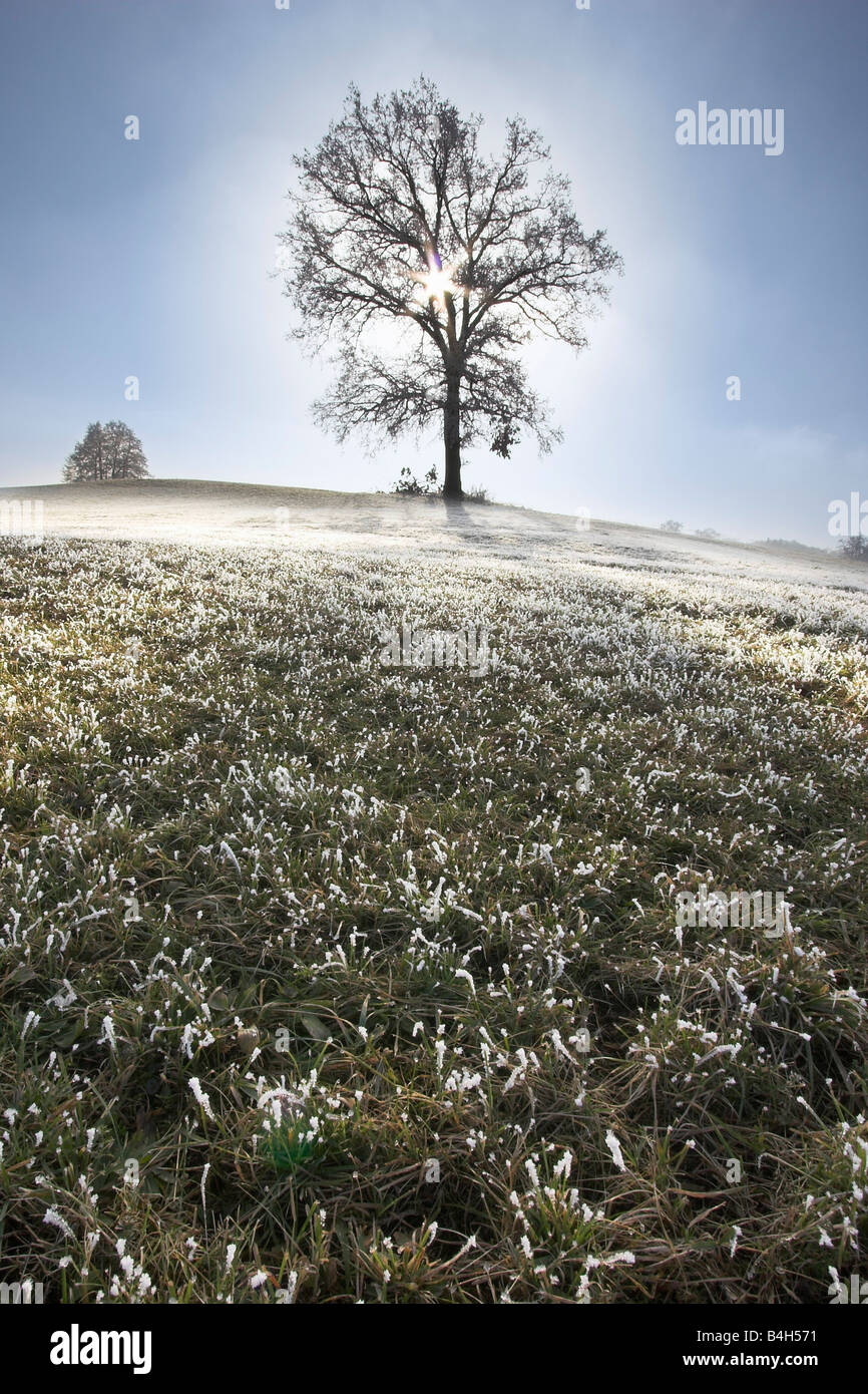 Oak tree through seasons hi-res stock photography and images - Alamy