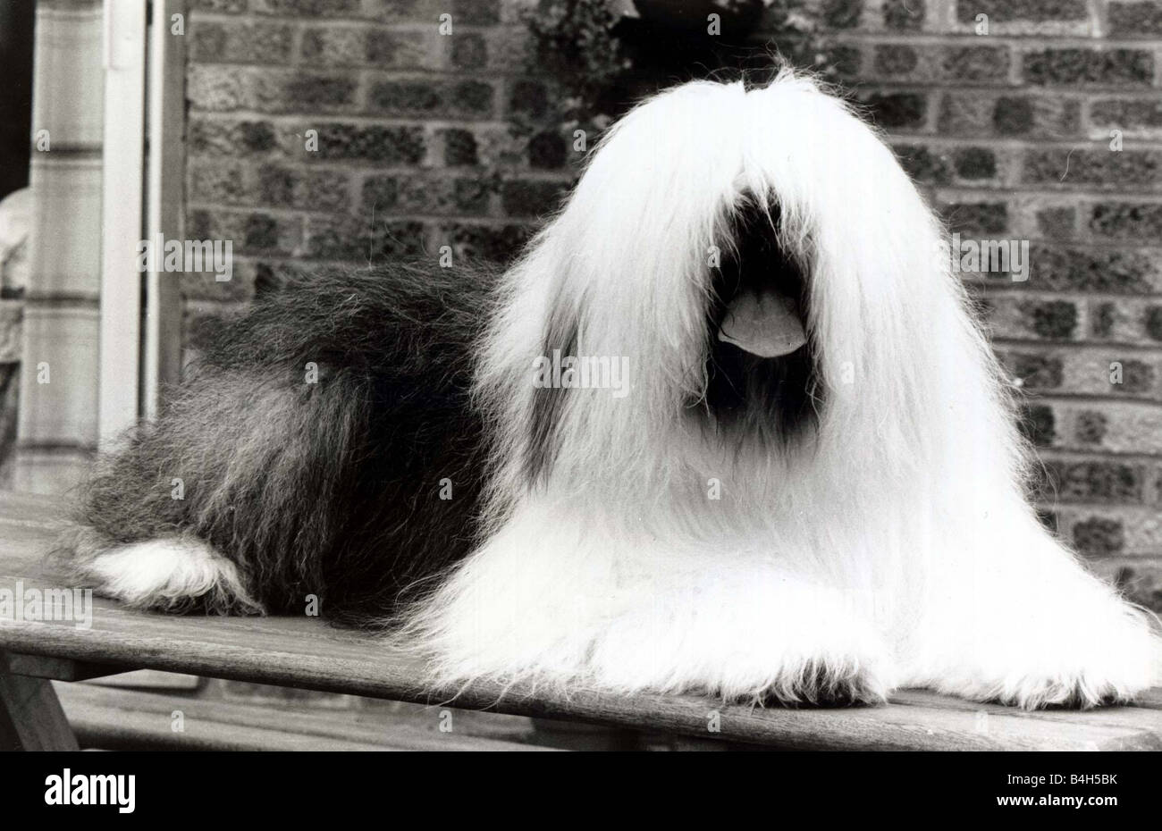 Television star dog Duke aged 9 is appearing in the famous paint ads ...
