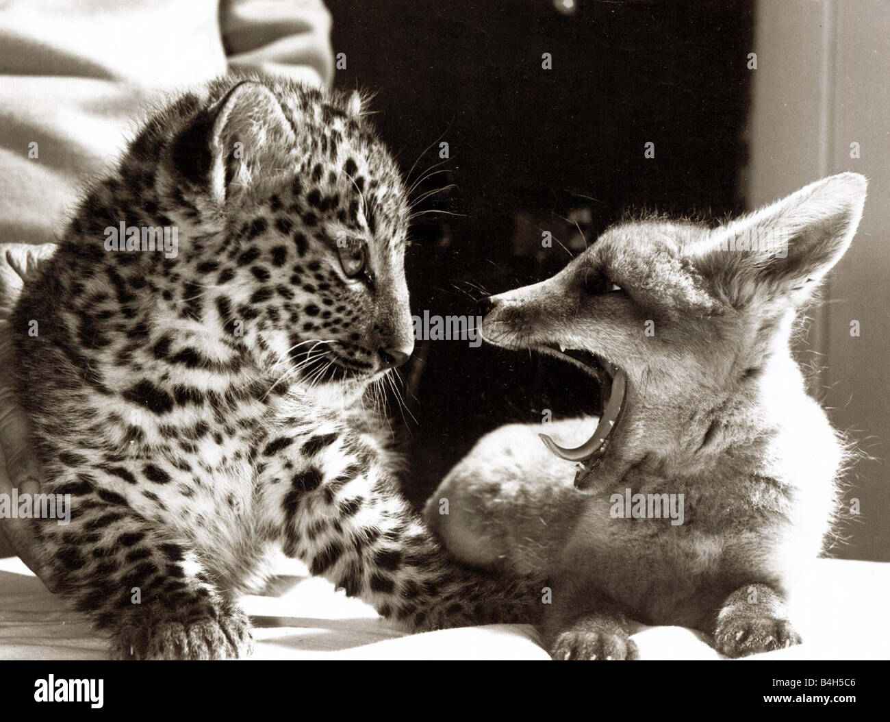The fox leopard hi-res stock photography and images - Alamy