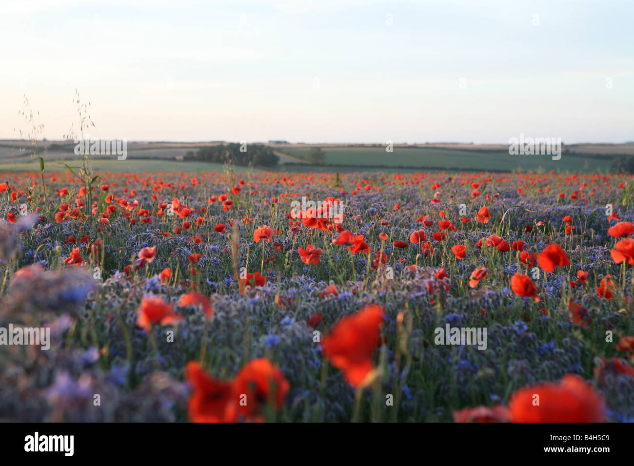 Field poppies remembrance sunset hi-res stock photography and images ...