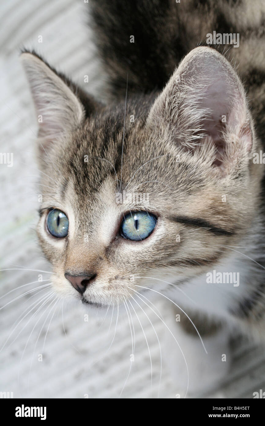 Close-up of kitten's face Stock Photo - Alamy