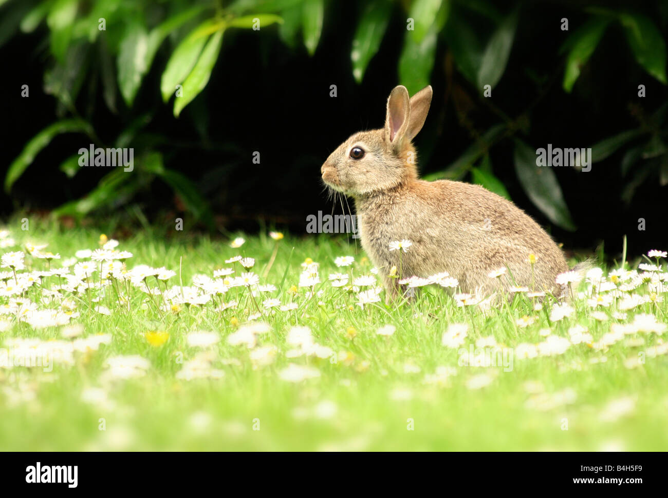 Rabbit in flower field Stock Photo - Alamy