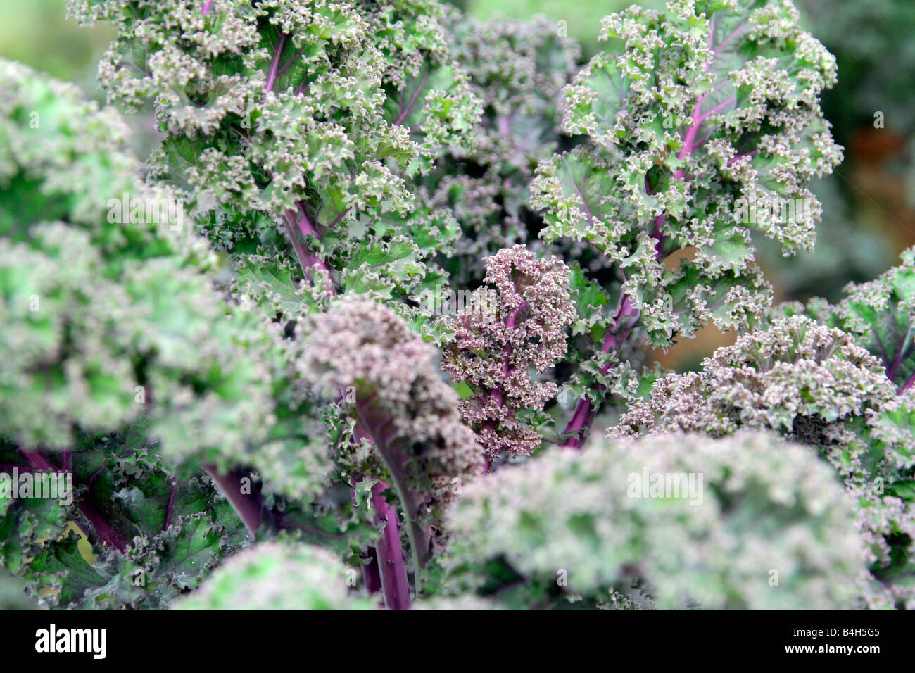 CURLY KALE RED BOR F1 Stock Photo - Alamy