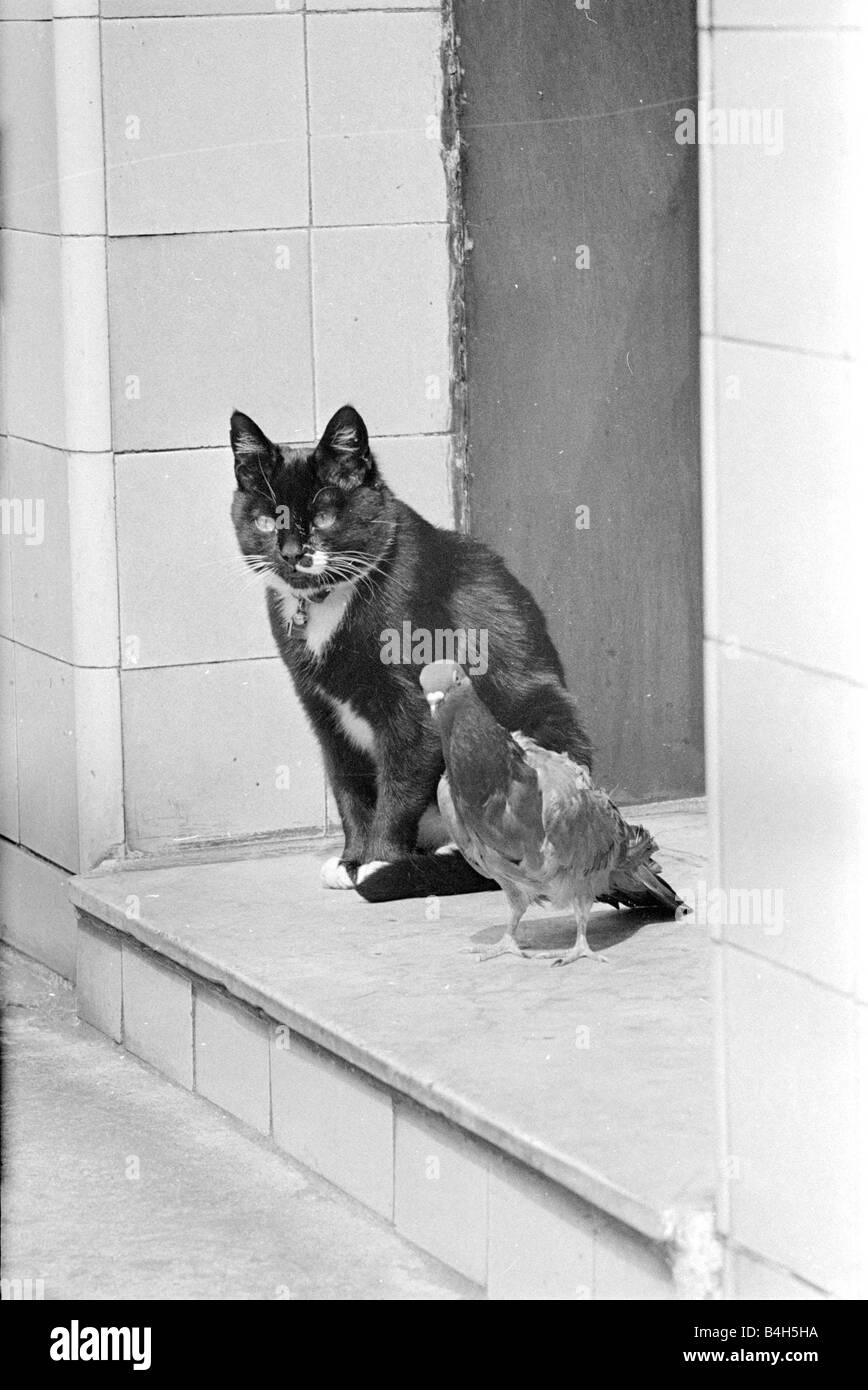 Cat with Pigeon May 1960 Mirrorpix Stock Photo - Alamy
