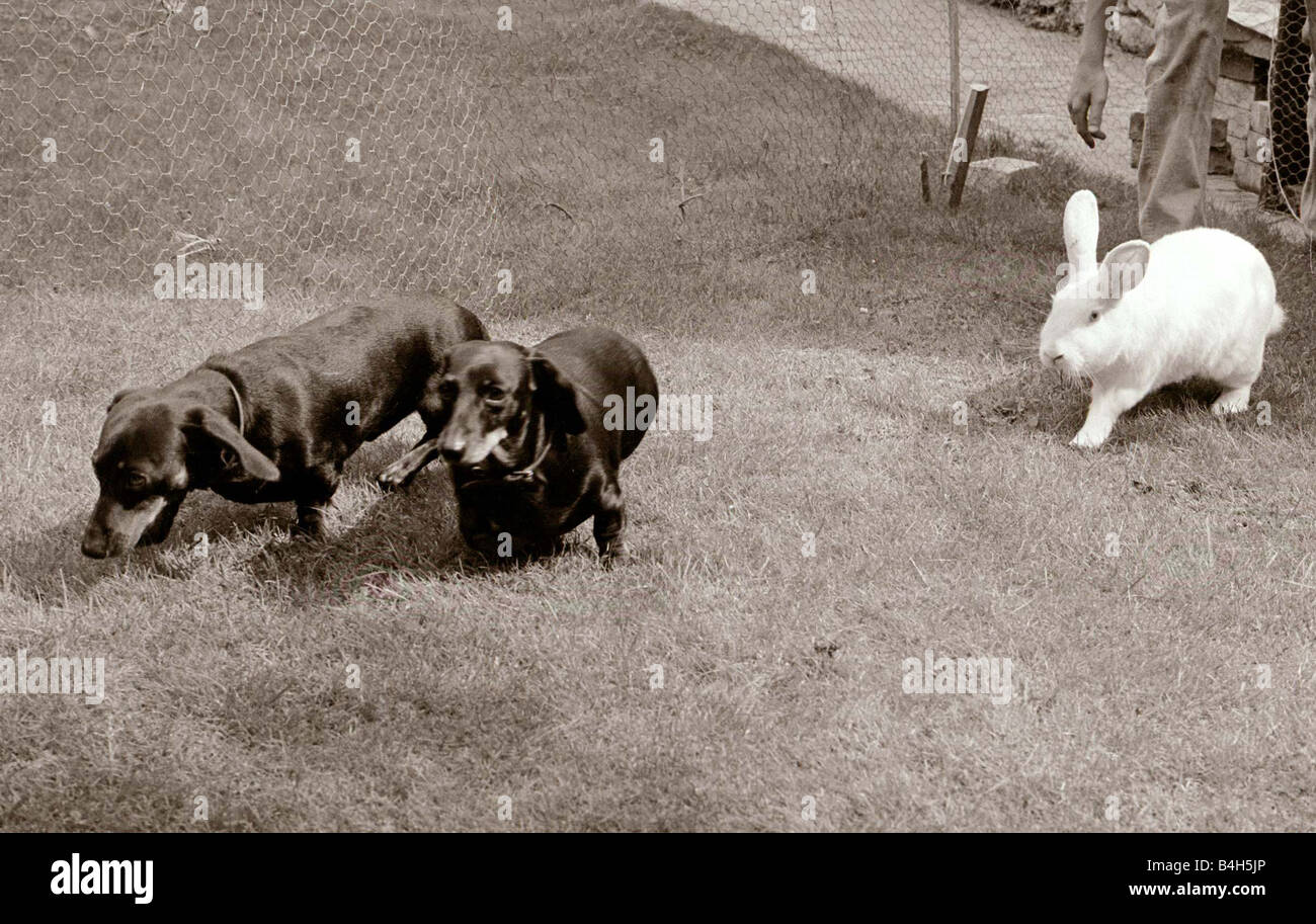 Lap dogs hi-res stock photography and images - Alamy