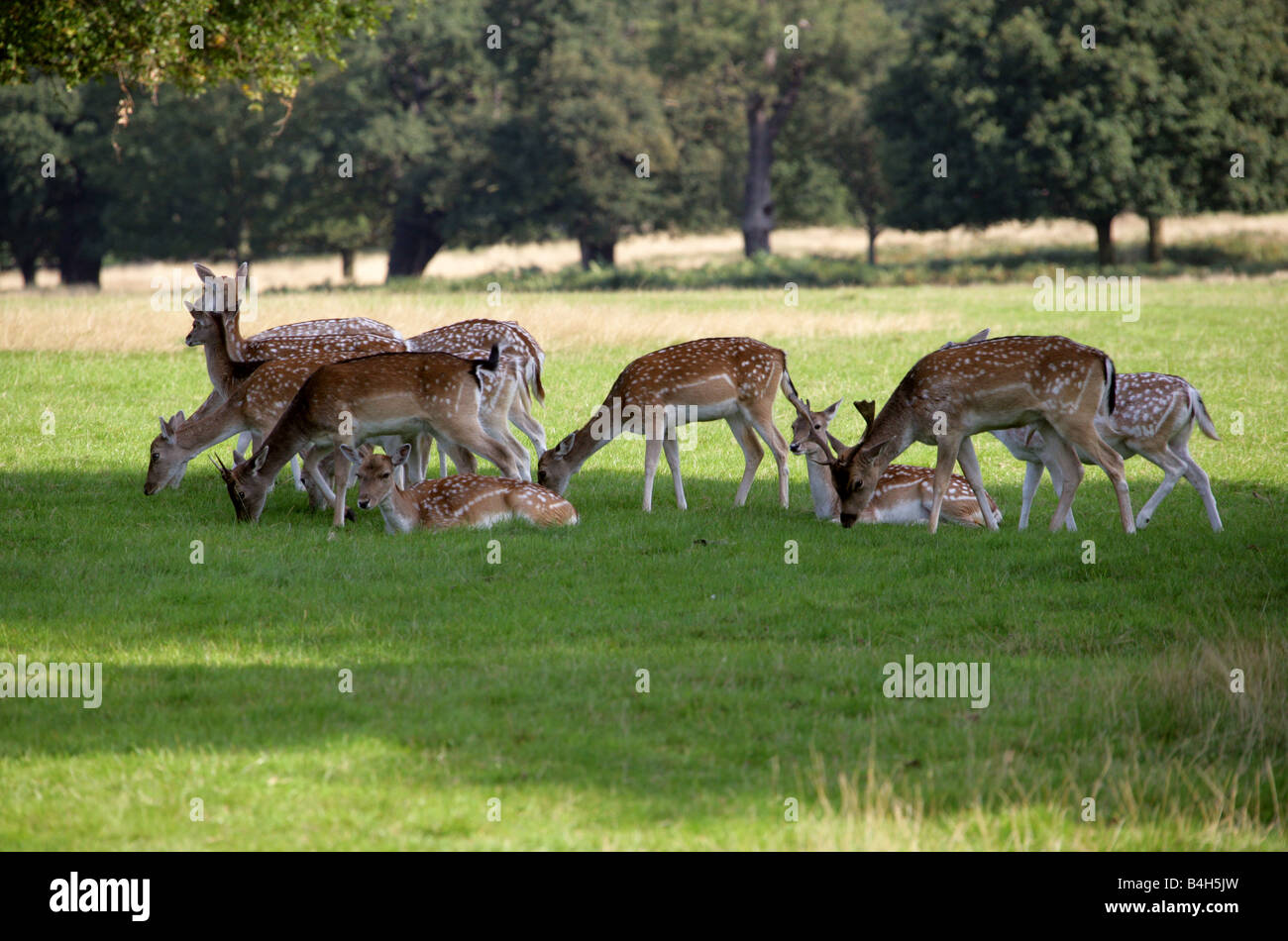 European Fallow Deer, Dama dama Stock Photo - Alamy