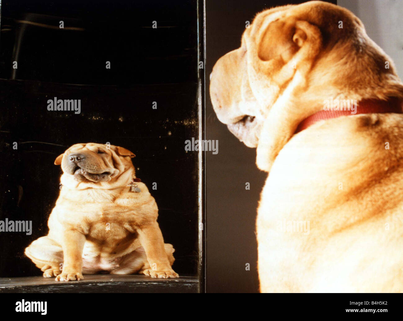 Dog looking in distorted mirror Animal Dogs March 1997 Mirrorpix Stock ...