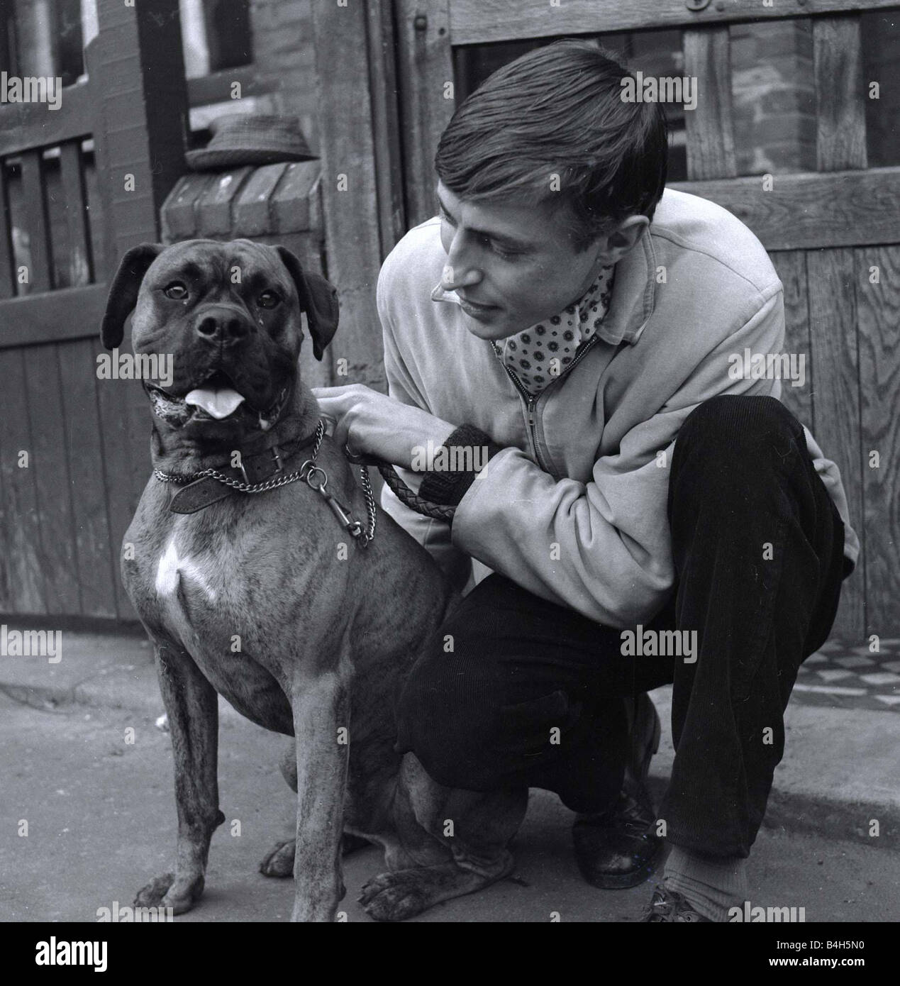 Slobber chops income tax office story animal boxer dog standing up with ...