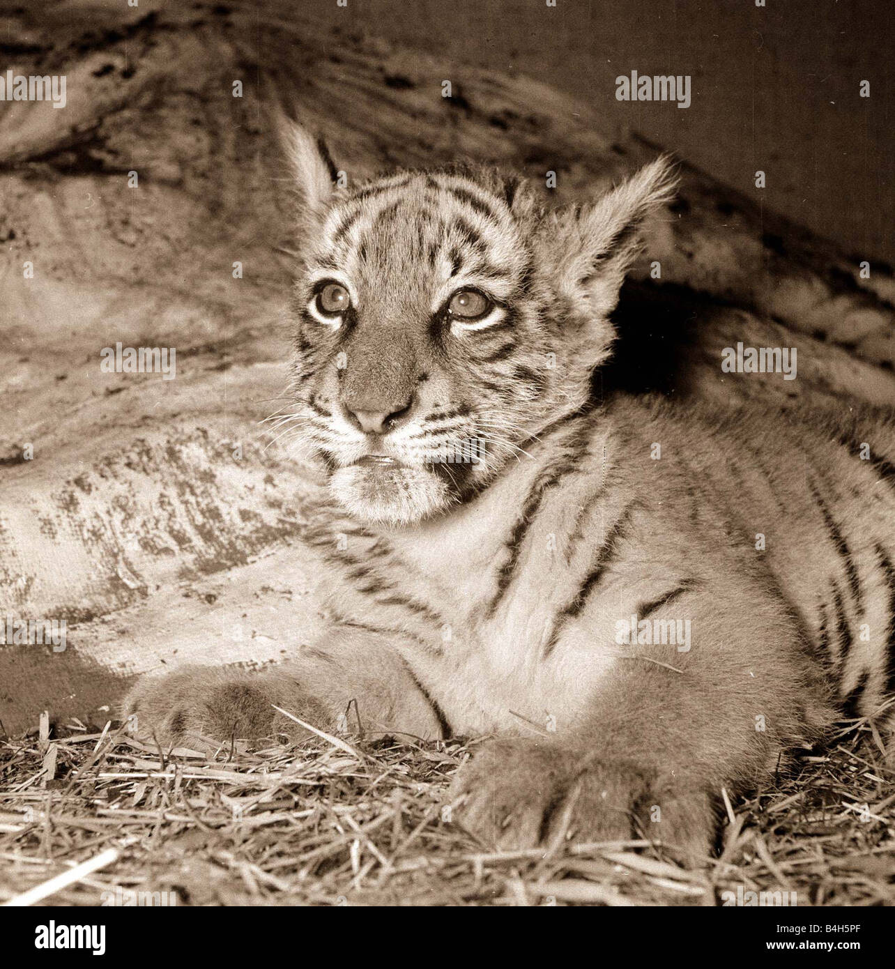 Tiger Cup ITV appearance Tiger lying down staring up June 1956 ...