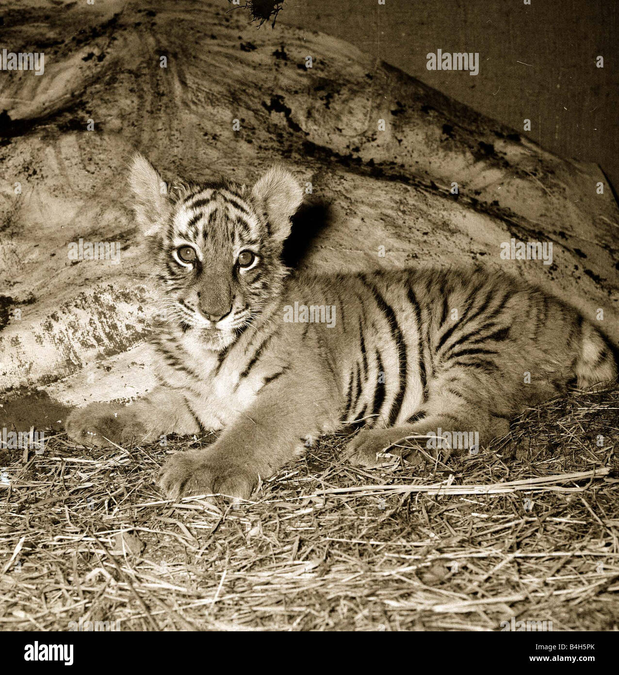 Tiger Cub ITV appearance Tiger lying down staring up June 1956 ...