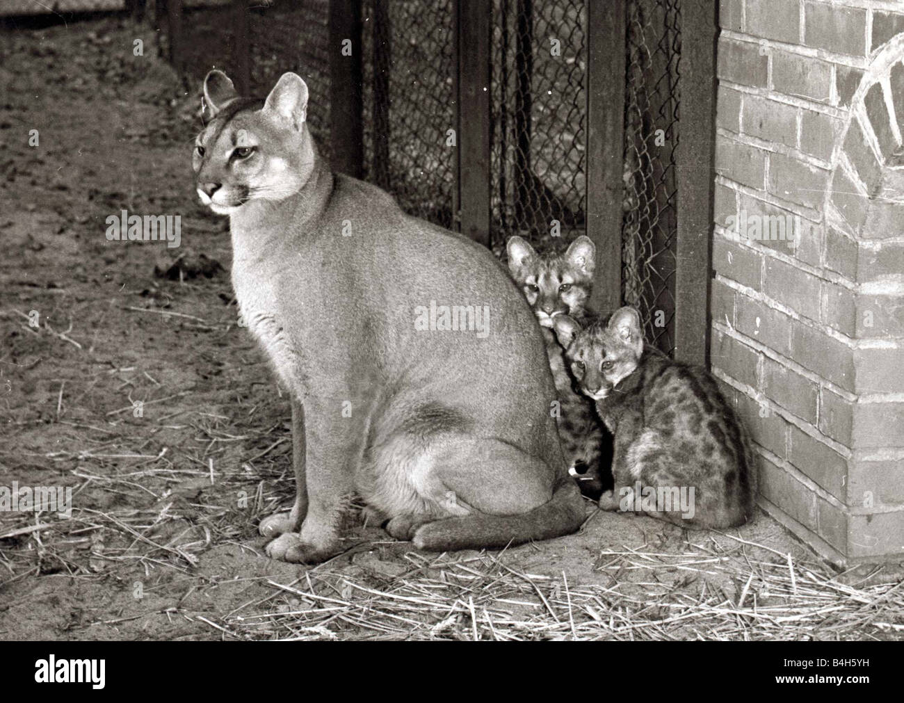 Puma mother and cubs hi-res stock photography and images - Alamy