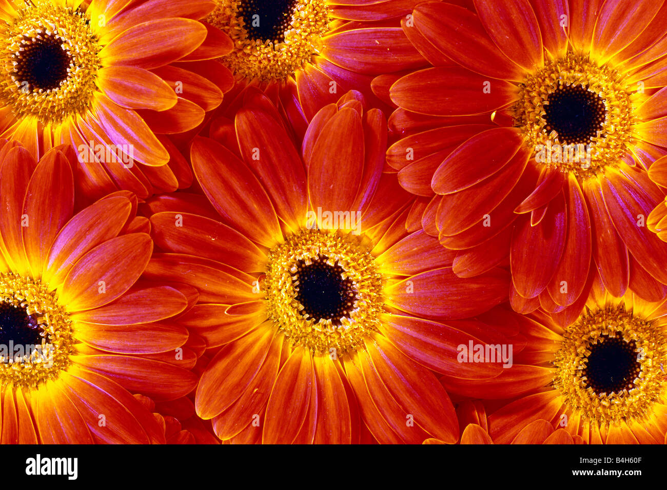 Close-up of flowers background Stock Photo - Alamy