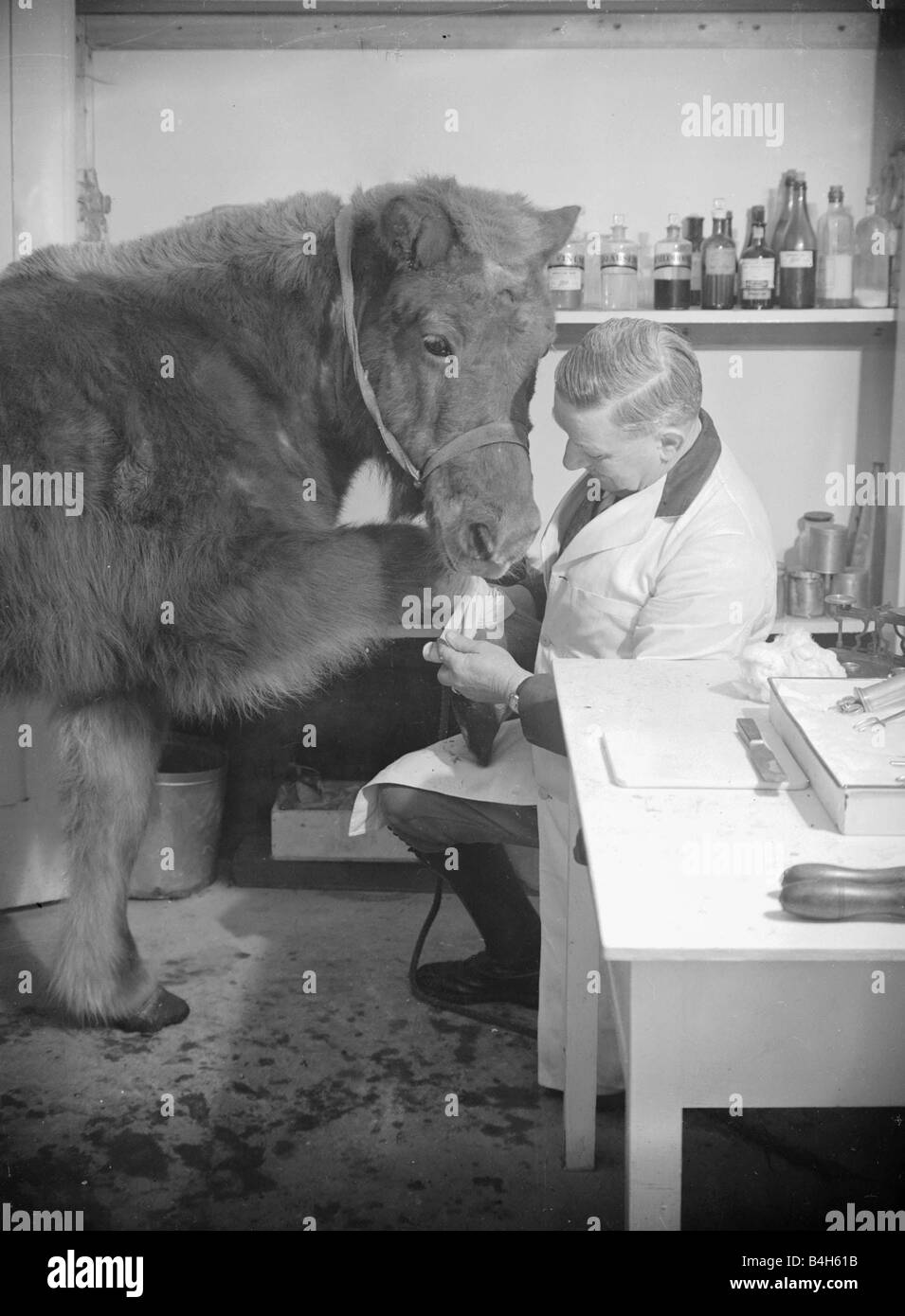 A vet attends to an injured pony by bandaging its leg Circa 1935 ...