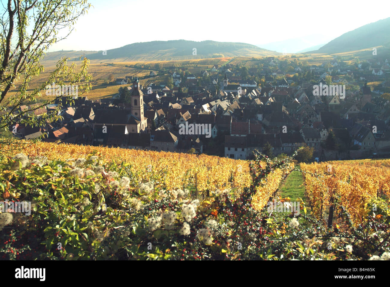 Cultivated vineyard photos hi-res stock photography and images - Alamy