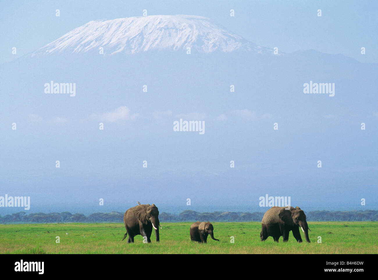 Elephants in front of mount kilimanjaro hi-res stock photography and ...