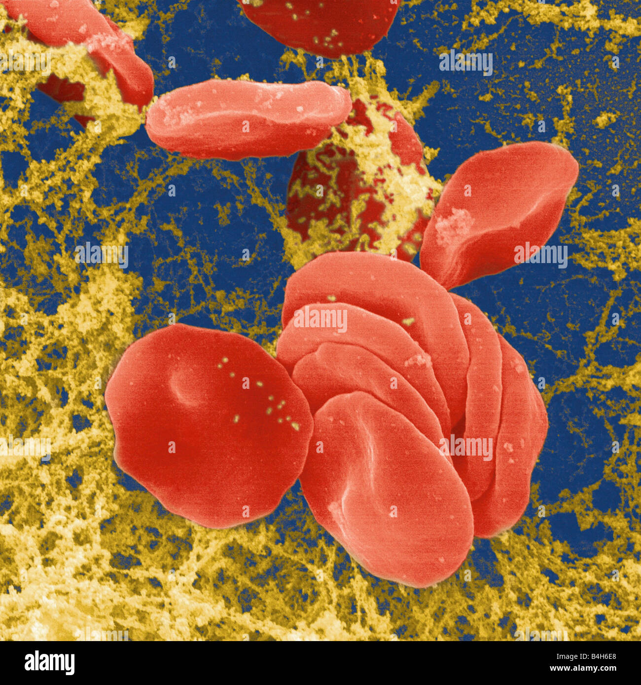 Close-up of red blood cells Stock Photo - Alamy