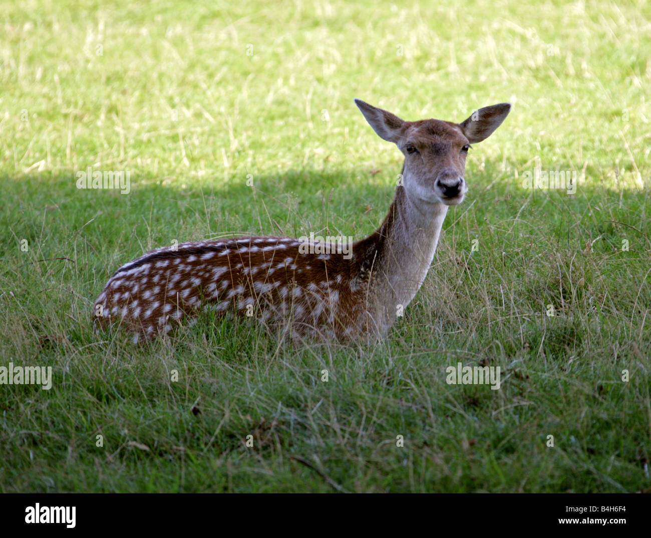 Female european fallow deer hi-res stock photography and images - Alamy