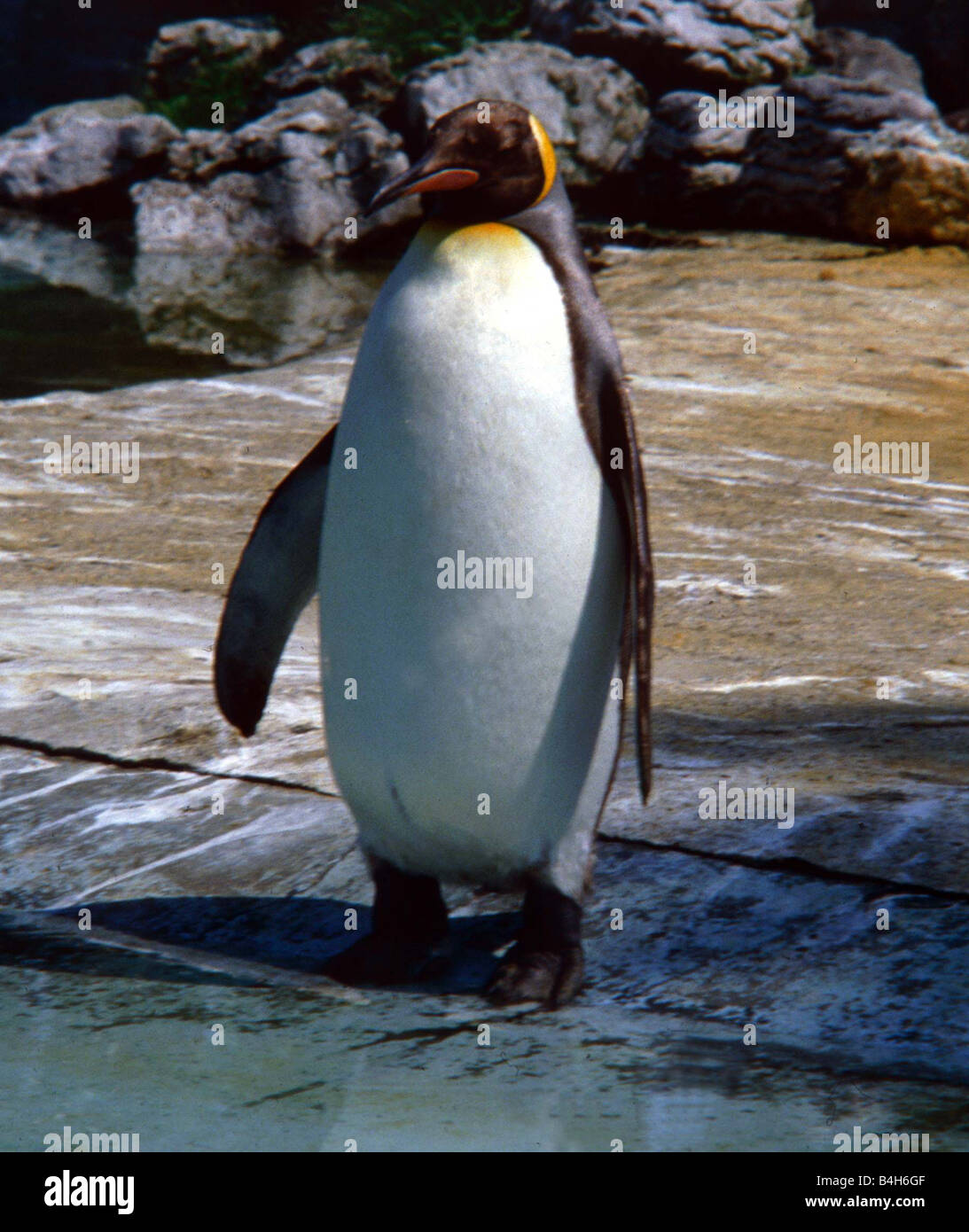 Penguin at Chessington Zoo September 1982 Mirrorpix Stock Photo - Alamy