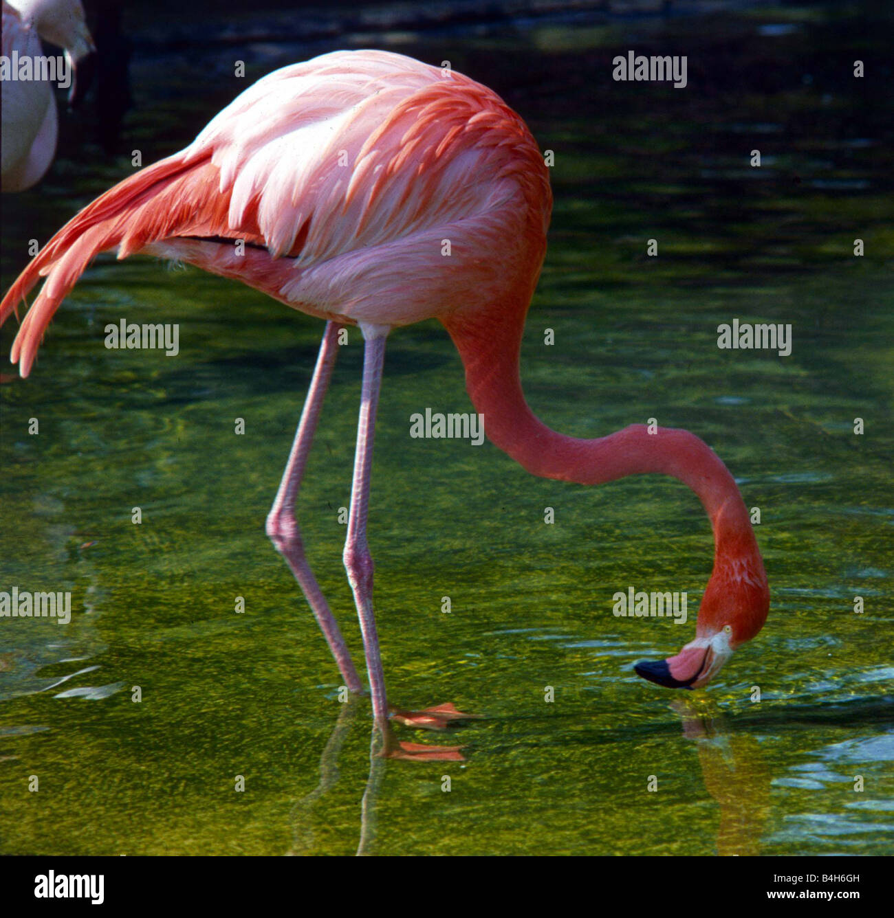 Flamingo at Chessington Zoo September 1982 Mirrorpix Stock Photo - Alamy