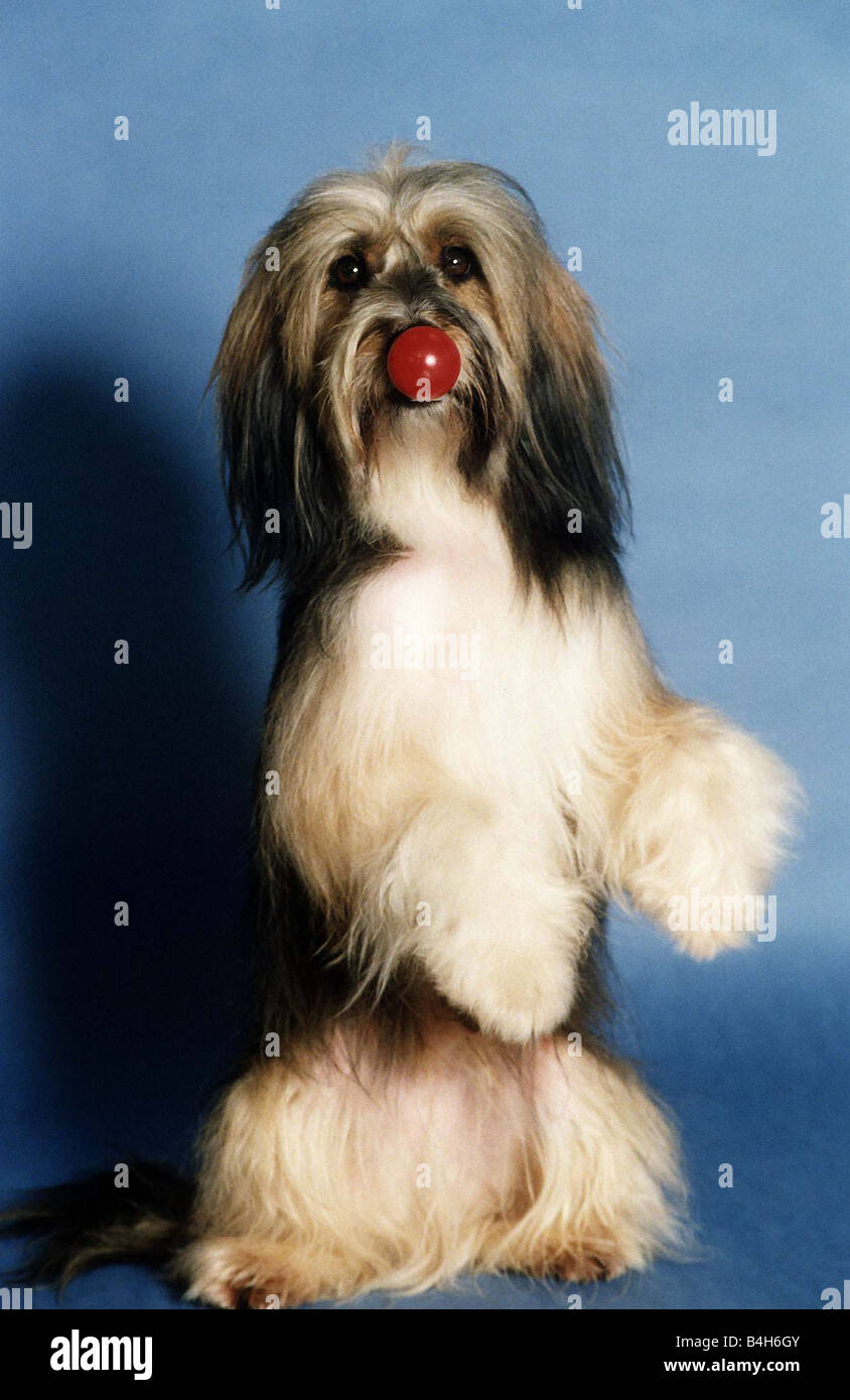 Animals Dogs Pipin TV wonder dog circa 1980 Stock Photo - Alamy