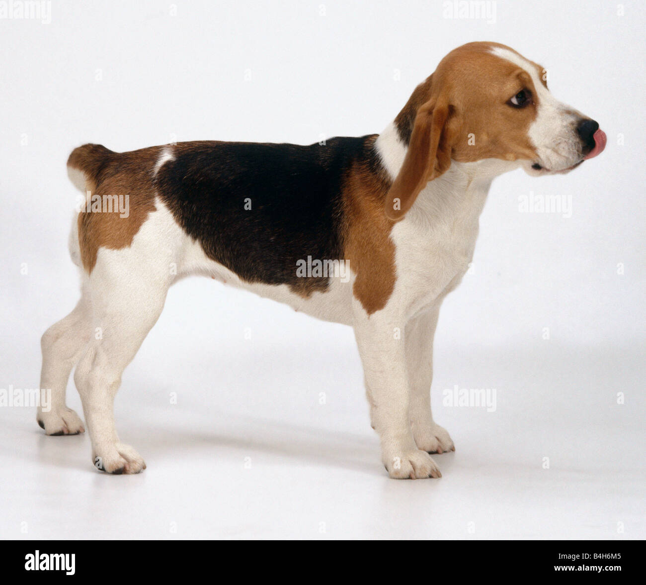Close-up of Beagle standing against white background Stock Photo - Alamy