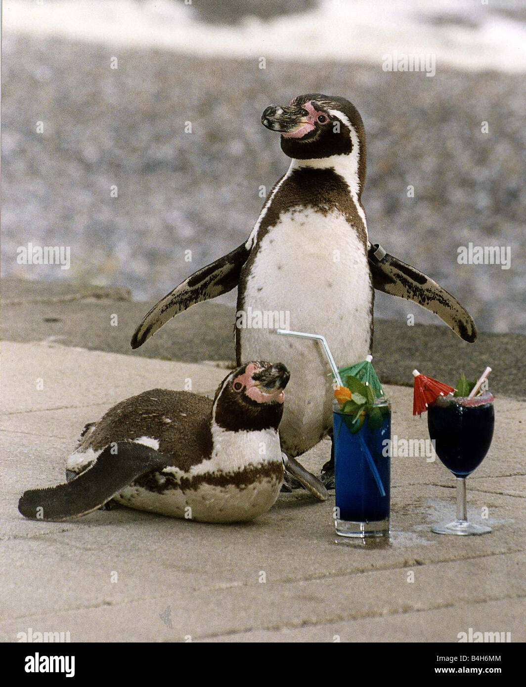 Birds Penguins with cocktail drinks at the Drusillas Park Zoo Sussex ...