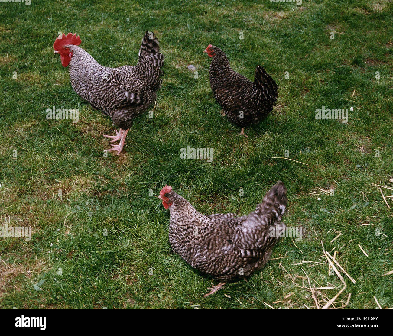 Birds Chickens Roosters Hens April 1993 Stock Photo - Alamy