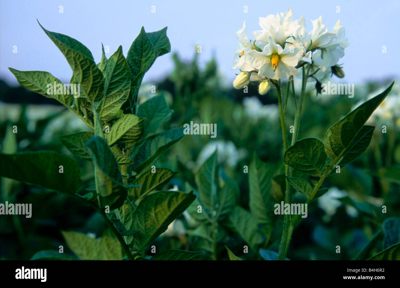 Potato plants in flower hi-res stock photography and images - Alamy