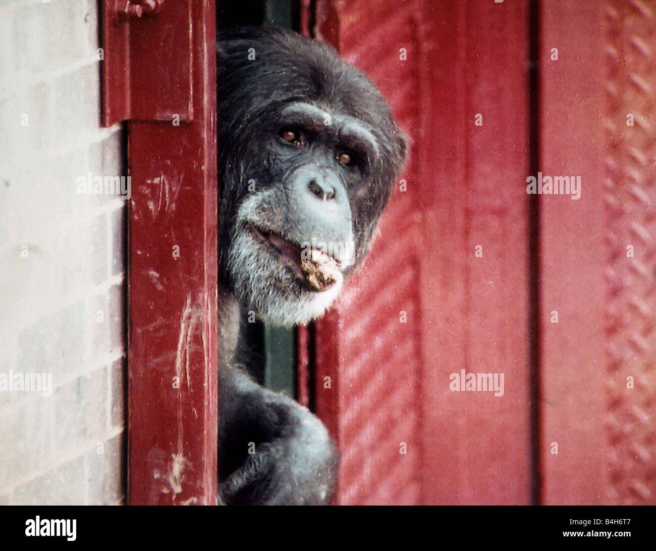 Animals Monkeys Chimpanzees Chimps Mirrorpix Stock Photo - Alamy