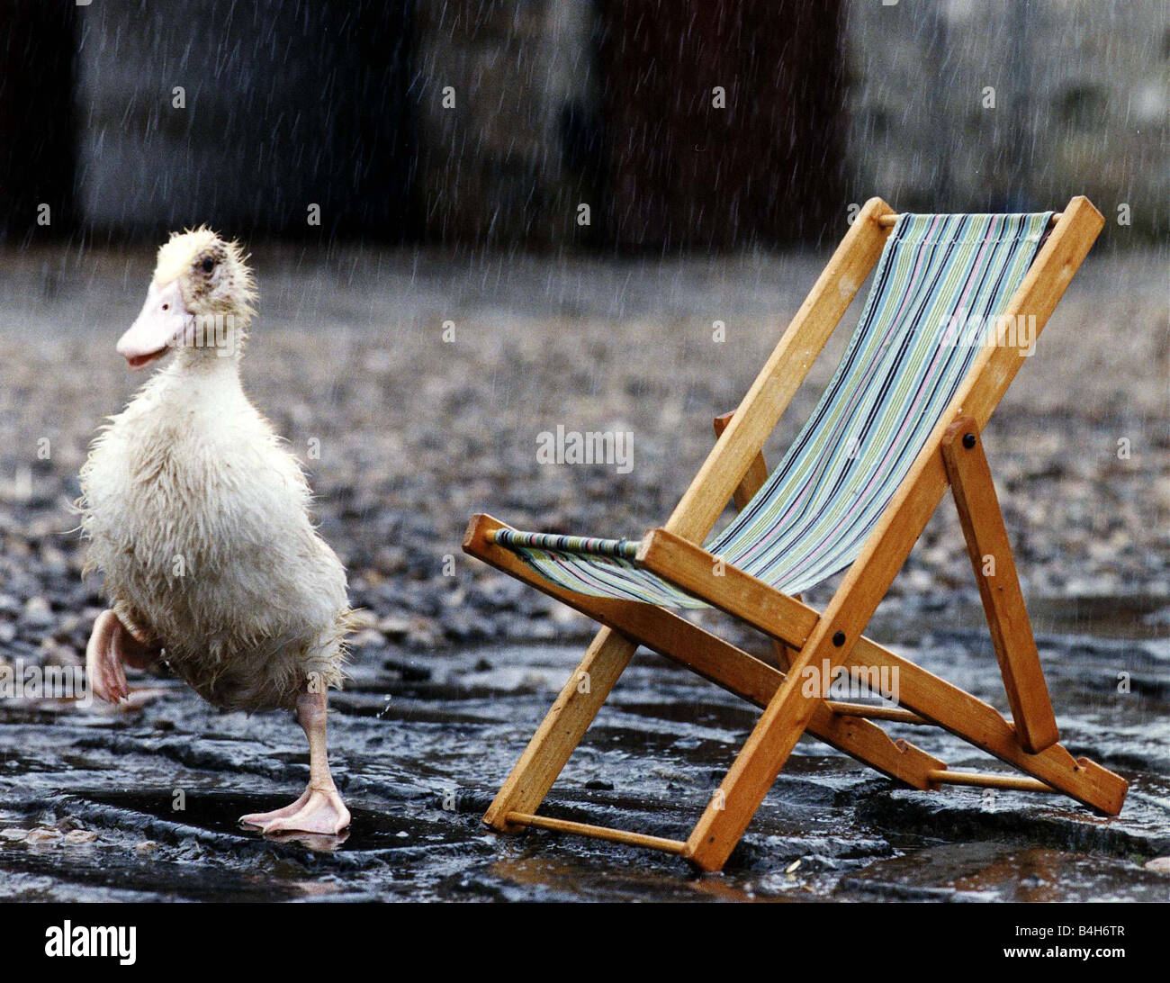Birds Duck standing in front of a deck chair circa 1985 Stock Photo - Alamy