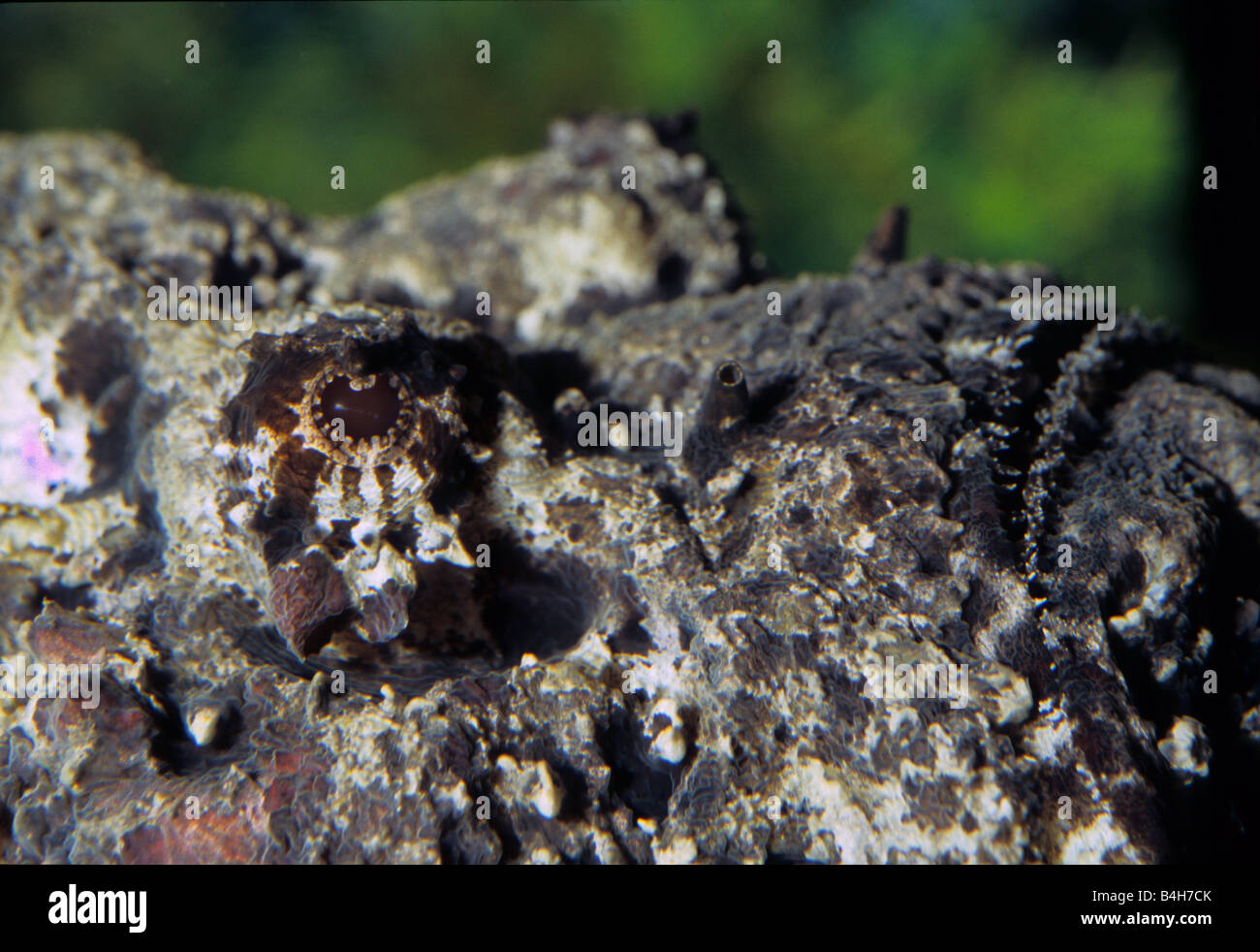 Indo pacific stonefish hi-res stock photography and images - Alamy