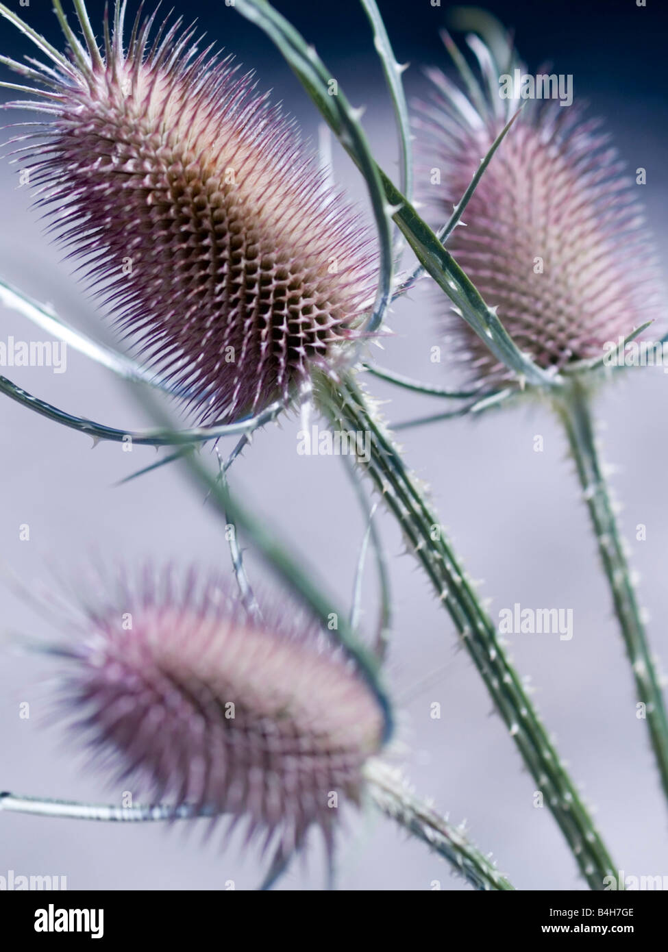 Photograph of purple thistles hi-res stock photography and images - Alamy