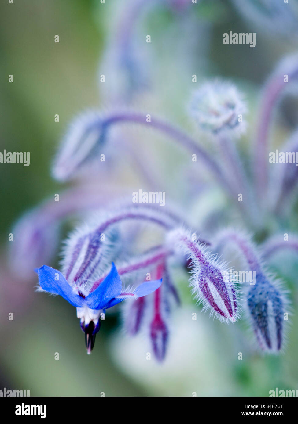 Close up shot borage on hi-res stock photography and images - Alamy