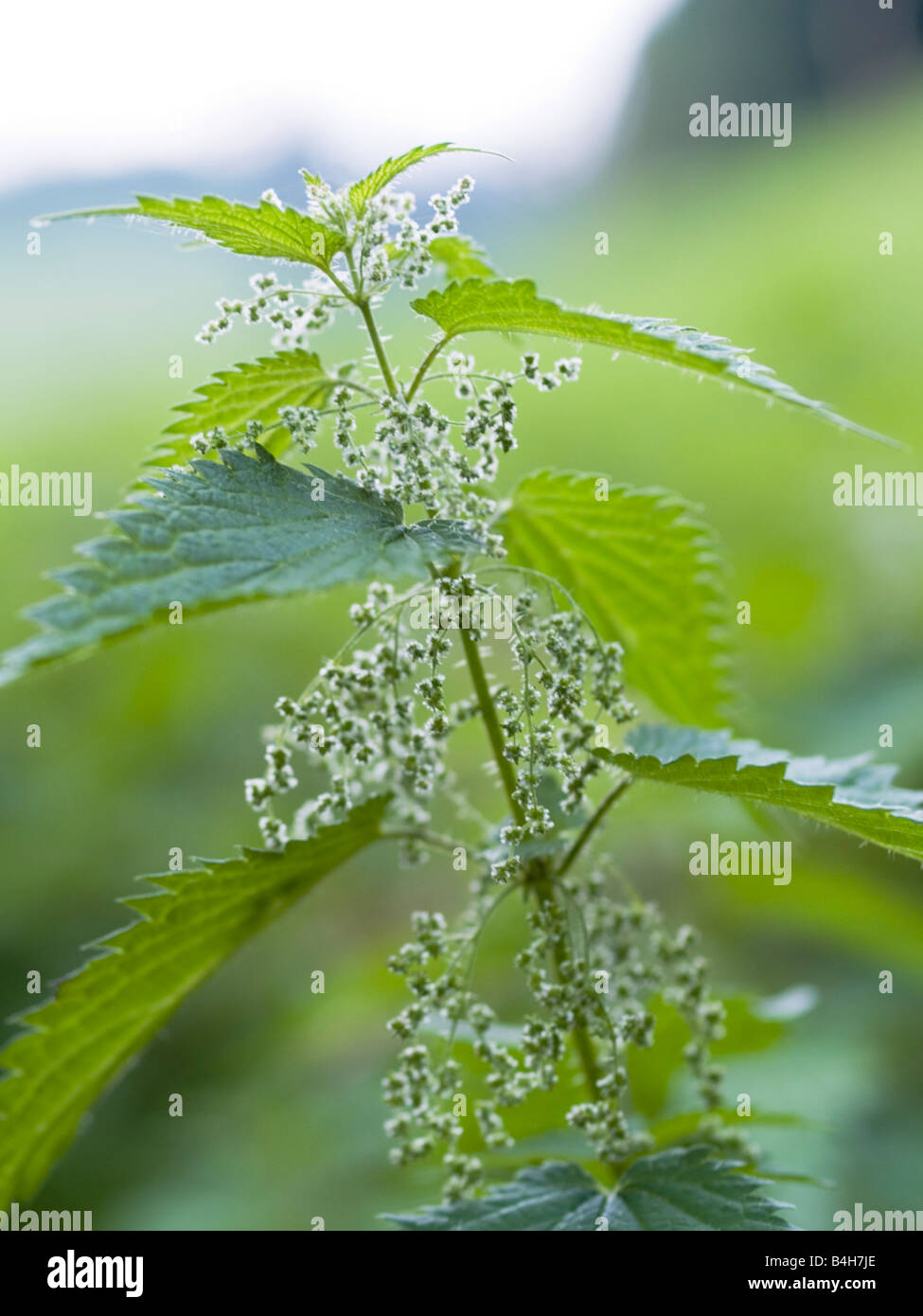 stinging nettle, close-up Stock Photo - Alamy