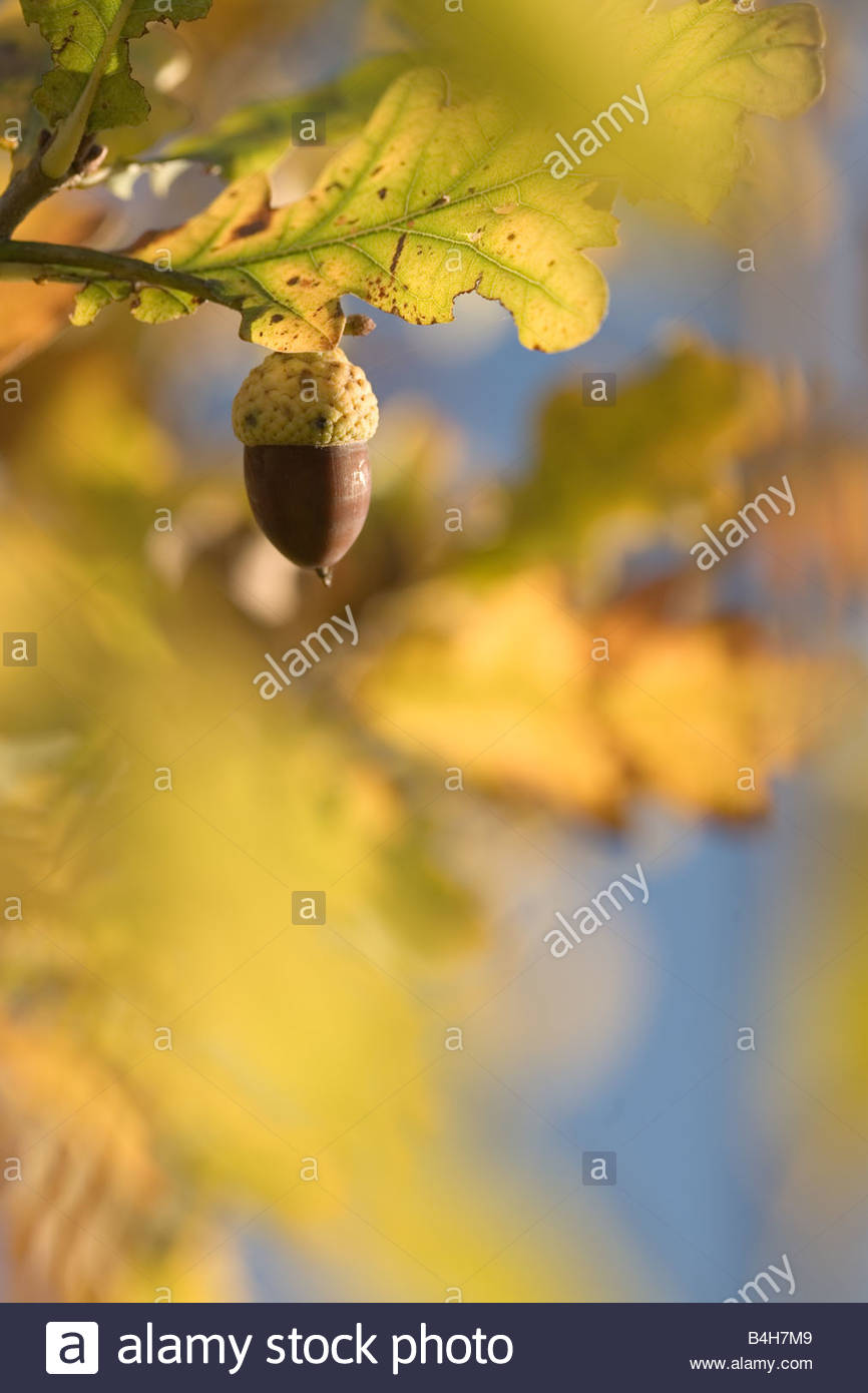Acorns Growing On Oak Tree Stock Photos & Acorns Growing On Oak Tree ...