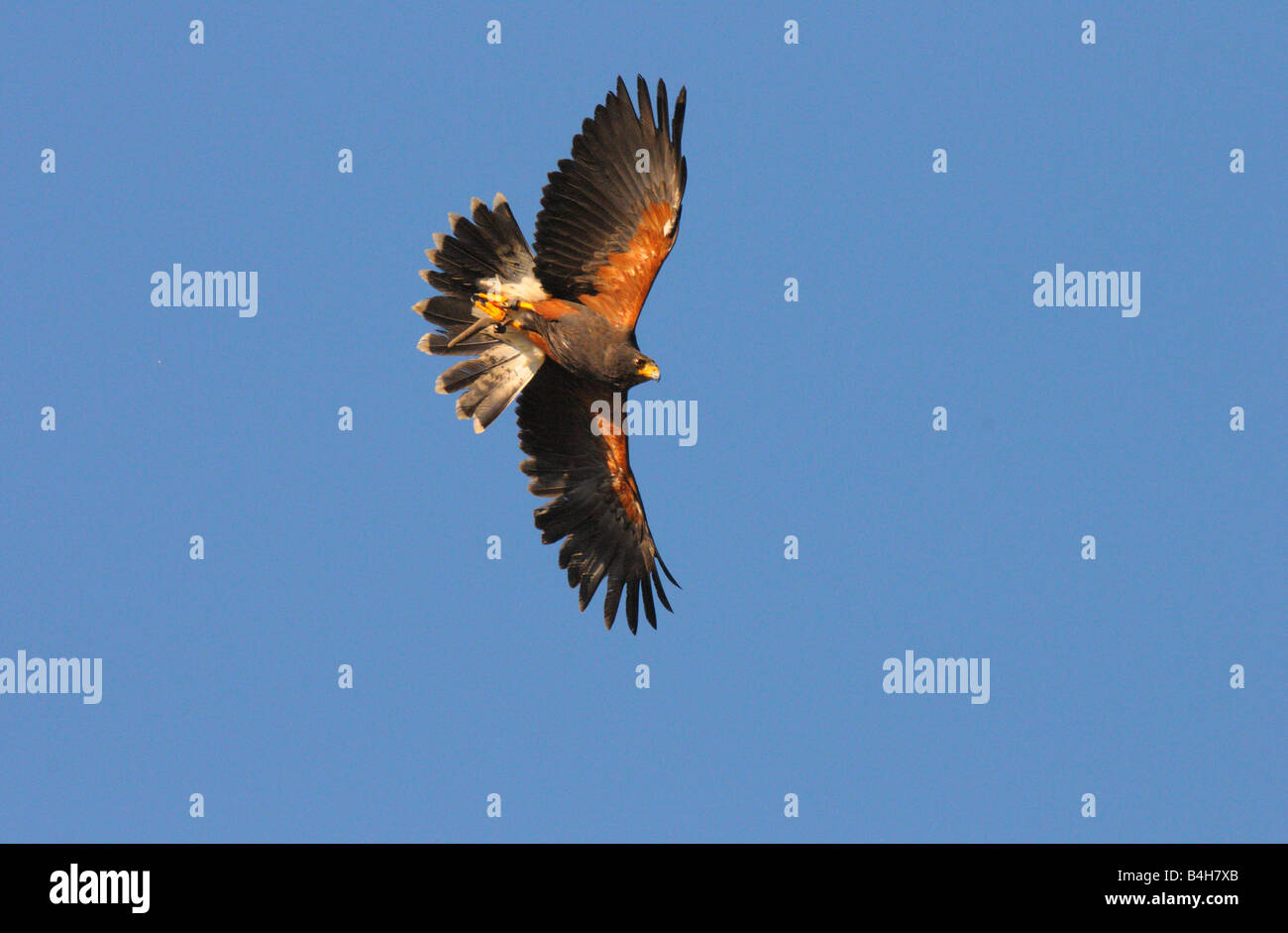 Buzzard in flight hi-res stock photography and images - Alamy