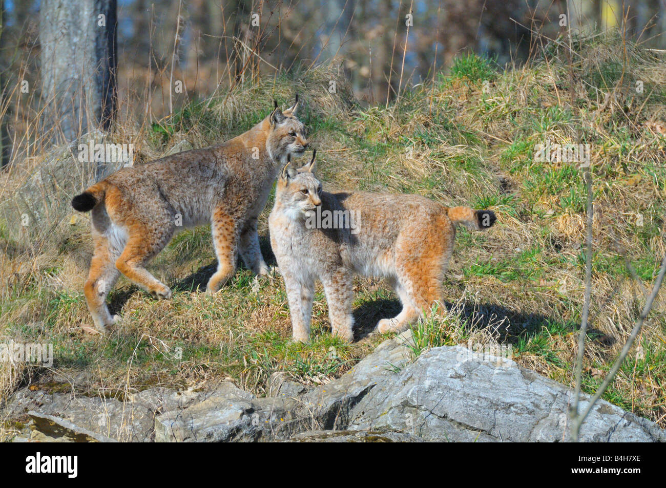 Two lynxes hi-res stock photography and images - Alamy