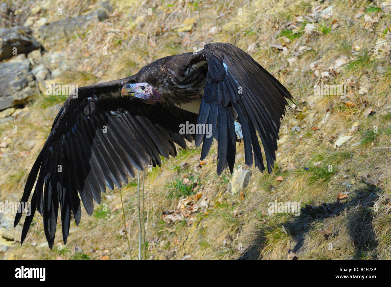 Vulture in flight hi-res stock photography and images - Alamy