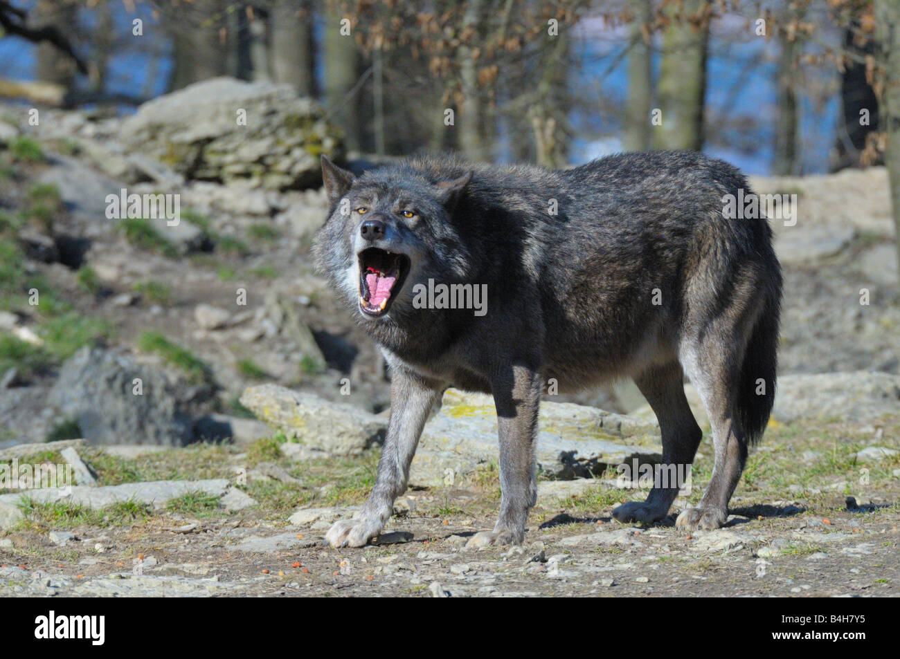 Howling grey wolf hi-res stock photography and images - Alamy