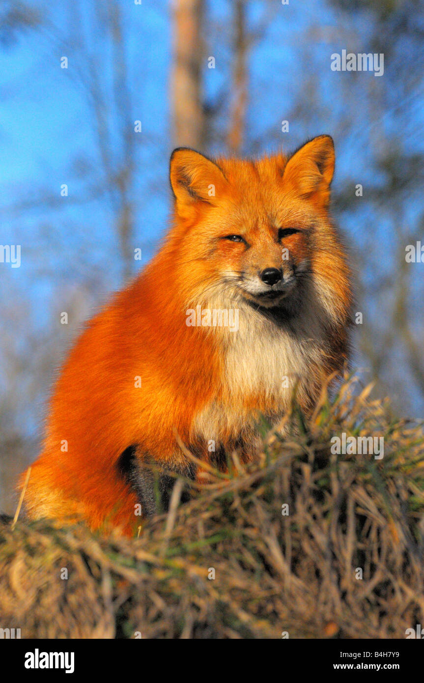 Red fox animal in the forest hi-res stock photography and images - Alamy