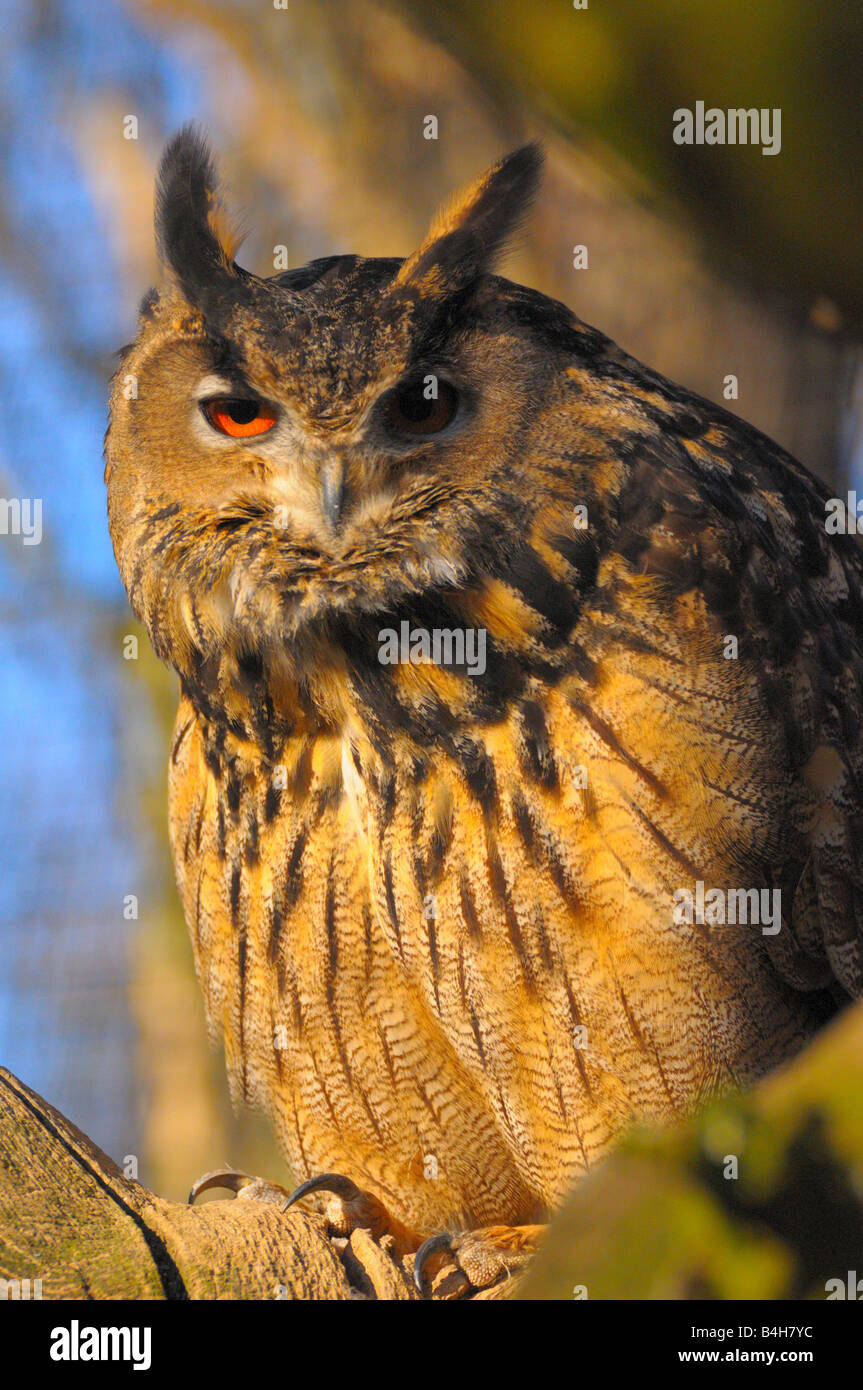 Perching on branches hi-res stock photography and images - Alamy