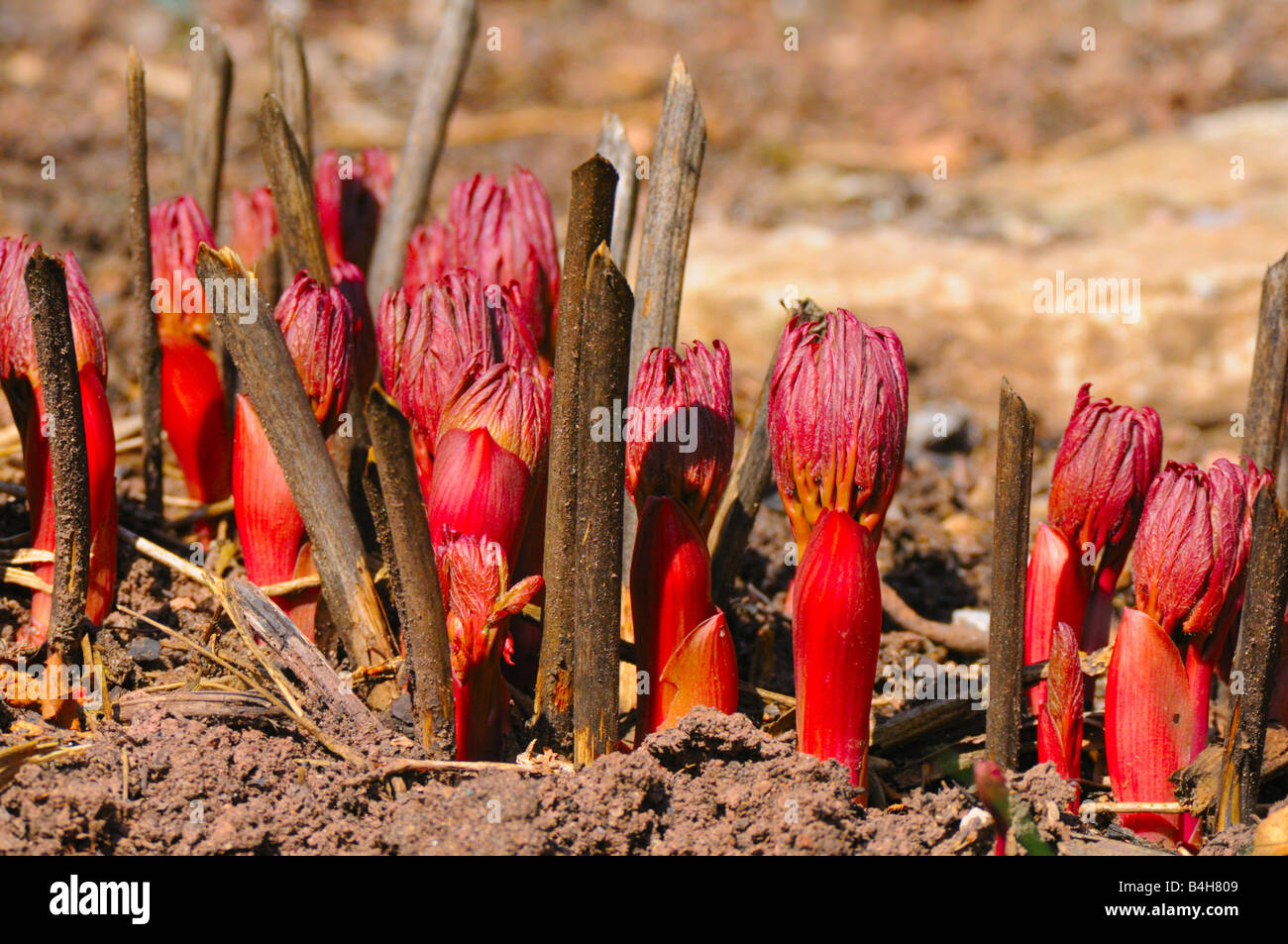 Close-up of Rhubarb plants growing in field Stock Photo - Alamy