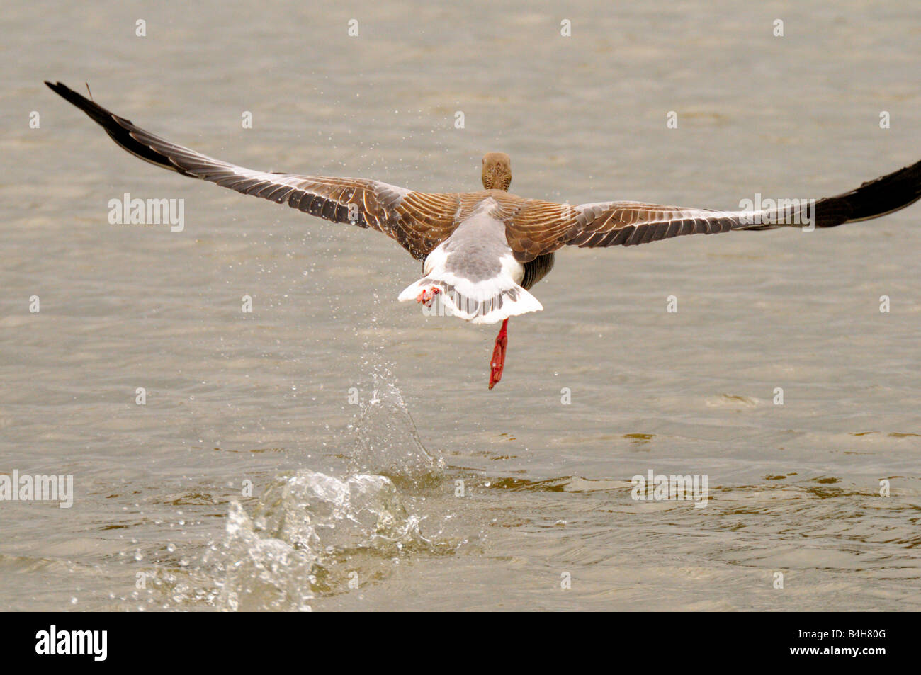 Back view goose bird hi-res stock photography and images - Alamy